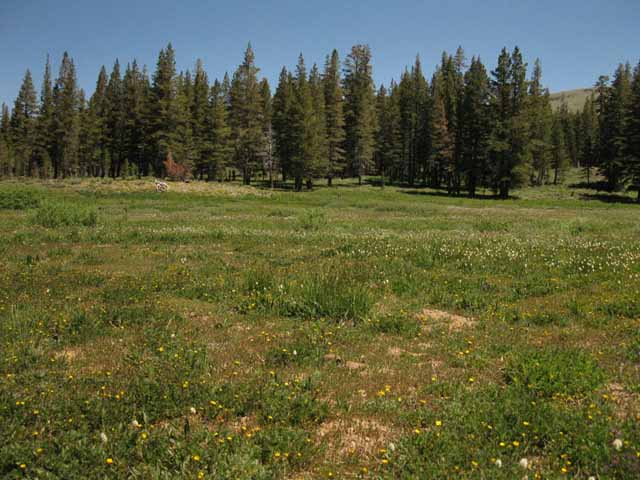 Meiss Meadow backpacking Tahoe to Yosemite Trail